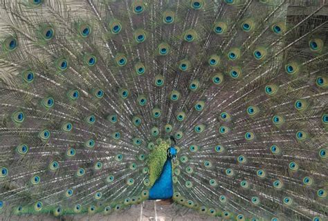 Fibonacci Sequence Land Perspectives