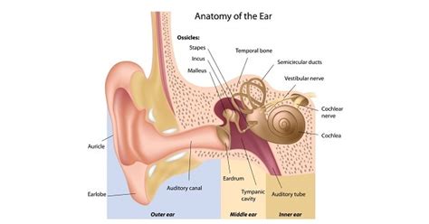 Semicircular Canals Of Inner Ear