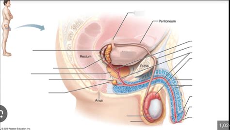 Reproductive System Male Diagram Quizlet