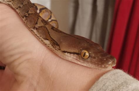 Reticulated Pythons Ball Gallery