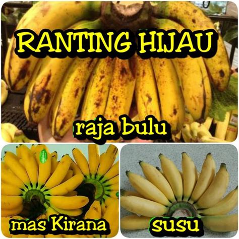 Pisang Raja Bulu Newstempo