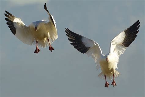 Snow Goose San Diego Bird Spot