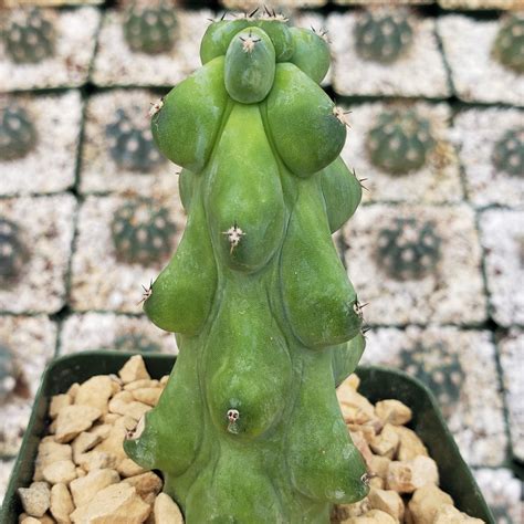 Buy Boobie Cactus Myrtillocactus Geometrizans Fukurokuryuzinboku