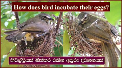 How Does Bird Incubate Their Eggs Closeup View Of Bird Hatching