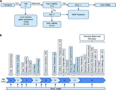 Illustration Of The Phenotyping Pipelines A An Overview Of The