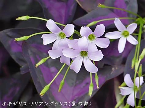 花図鑑オキザリストリアングラリス 紫の舞 カタバミ科カタバミ属