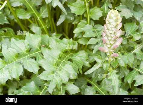Spiny Bear S Breeches Or Spine Acanthus Acanthaceae Acanthus Spinosus