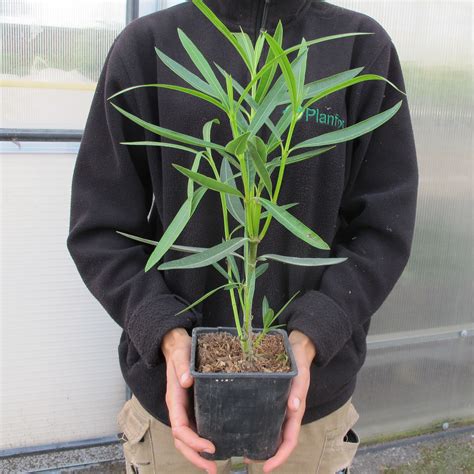 Adelfa Amarilla Venta Adelfa Amarilla Nerium Oleander Lutea