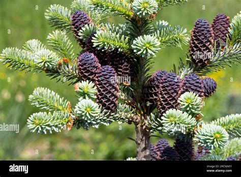 Abies Blue Maco Hi Res Stock Photography And Images Alamy