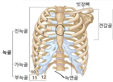 가슴운동 해야 하는데 가슴 중앙뼈가 아프다