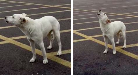 Una perra es abandonada en un estacionamiento aulló por días esperando que vinieran a