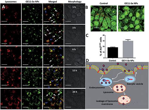 Intracellular Localization Of Ge11 Se Nps A Intracellular