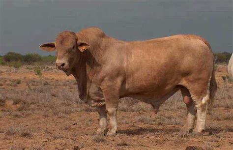 Raza Bovina Charbray 【informacion Actualizada】