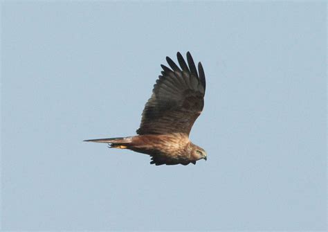 拝啓 徳島から 野鳥日記 出島にて チュウヒ4