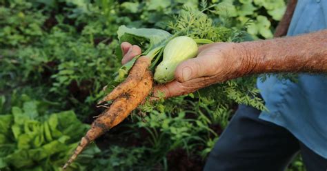 As Biossoluções Na Agricultura Brasileira