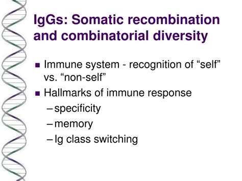 Ppt Iggs Somatic Recombination And Combinatorial Diversity