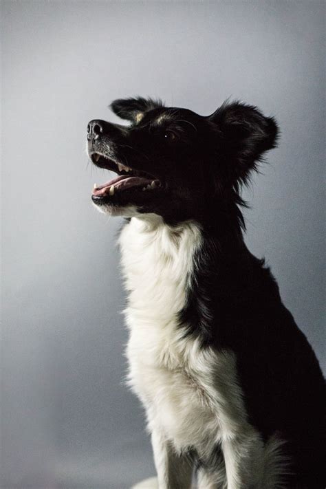 Border Collie Pawtraits October 2015 Just Dog Things