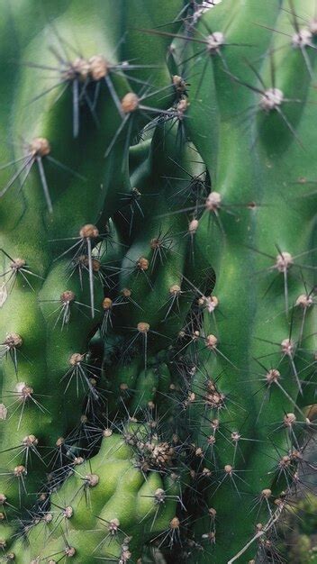 Premium Photo Close Up Of Prickly Pear Cactus