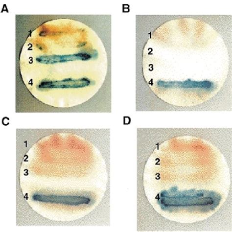 Binding Specificity Of Candidate Tfiiia Interacting Protein In Yeast