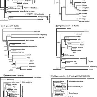 Phylogenetic Trees Reconstructed Using BI And ML Methods Based On Two