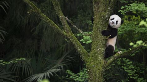 Panda Theme For Windows 10 And 11