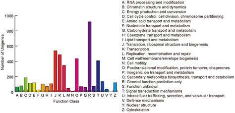 cog function classification of the rheum nobile transcriptome in