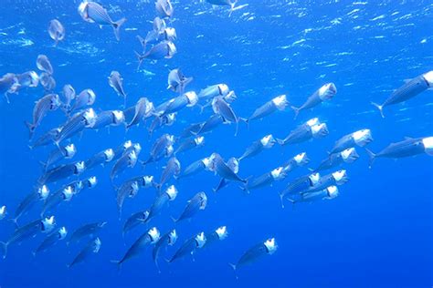 鳩間島ツアーブルーラグーン石垣島幻の島や石垣島でシュノーケリング体験ダイビングをツアーで楽しもう