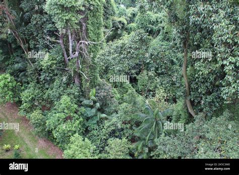 Forest At Sentosa Island In Singapore Stock Photo Alamy