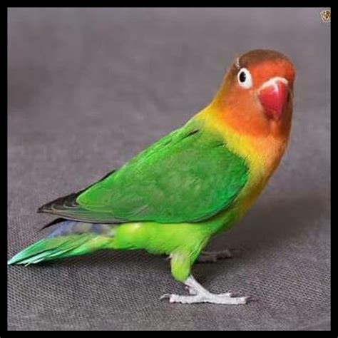 Perhatikan Ini Ciri Fisik Dan Karakteristik Lovebird Ijo Standar