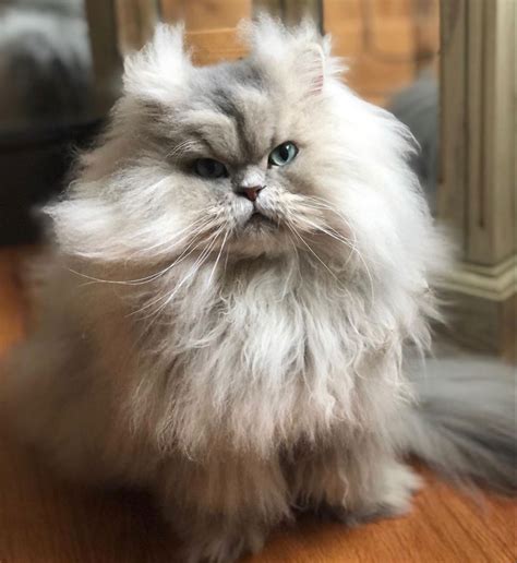 Chinchilla Persian Cat