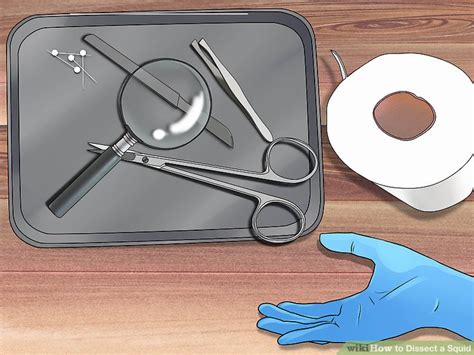How To Dissect A Squid 15 Steps With Pictures Wikihow