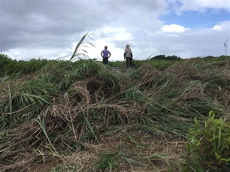 「ヤラブの森」のこと 池間島の美しい自然と暮らしを守る、タマヌオイルを商品化したい（三輪智子 20181022 投稿） クラウド