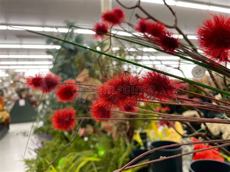Floral Abstract Background Red Fuzzy Flowers And Store Lights Stock