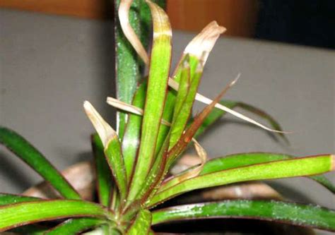 Почему у драцены сохнут кончики листьев Причины и решение проблемы