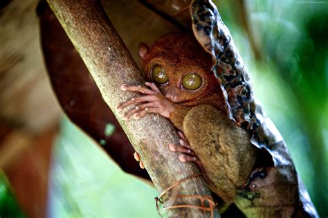 Tarsier Hd Wallpaper Wallpaper Flare