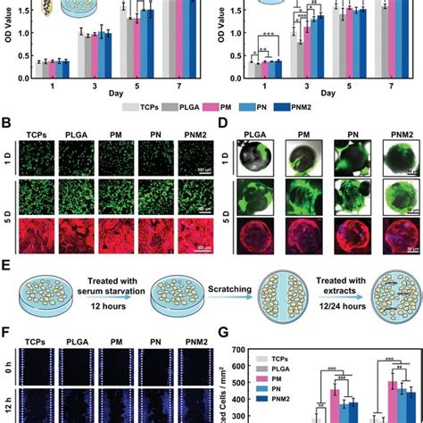 Osteogenic Differentiation Of Bmscs Cultured On Various Microspheres