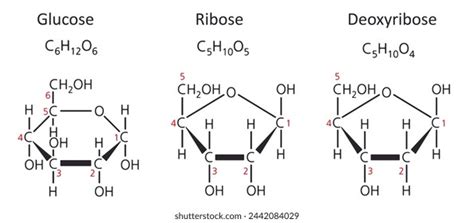 Structural Formulae Somemonosaccharides Stock Illustration 2442084029