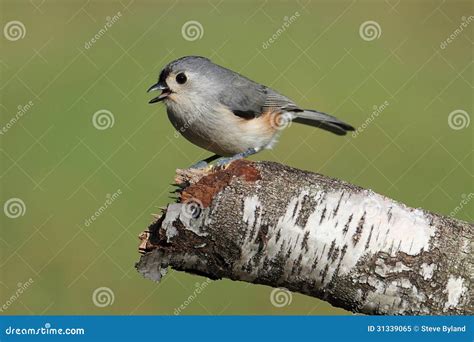 Bird On A Stick Stock Image Image Of Green Fauna Wild 31339065