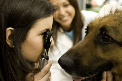 What Does An Ulcer Look Like On A Dog