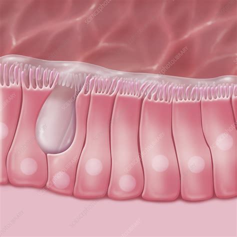 Sinus Drawing Stock Image C017 1687 Science Photo Library