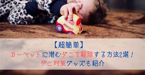 【超簡単】カーペットに潜むダニの取り方2選対策グッズも紹介 ダニsos