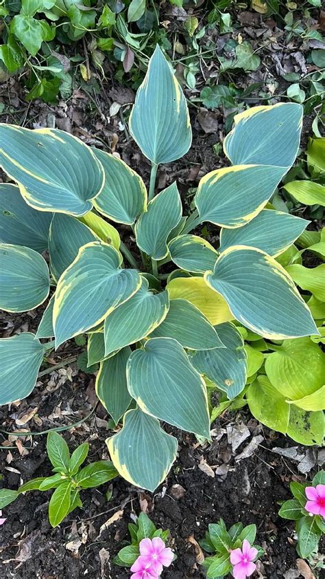 Need Help Iding Neighbors Hosta R Gardening