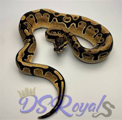 Het Tri Stripe Ball Python By Dsroyals