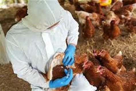 حقيقة ظهور متحورات جديدة لفيروس أنفلونزا الطيور رئيس لجنة مكافحة