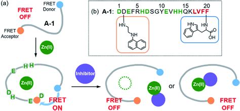 Design Principle And Sequence Of The Fret Based Probe A 1 A Fret