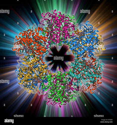Glutamine Synthetase Enzyme Molecular Model This Ligase Enzyme Forms