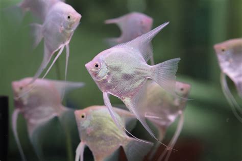 Can Angelfish Change Gender And How To Tell Them Apart Avid Aquarist