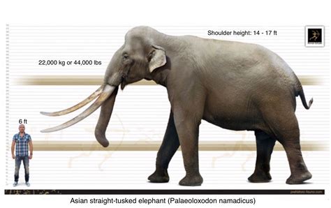 Palaeoloxodon Namadicus Is A Prehistoric Straight Tusked Elephant That Palaeoloxodon Namadicus Is A Prehistoric Straight Tusked Elephant That