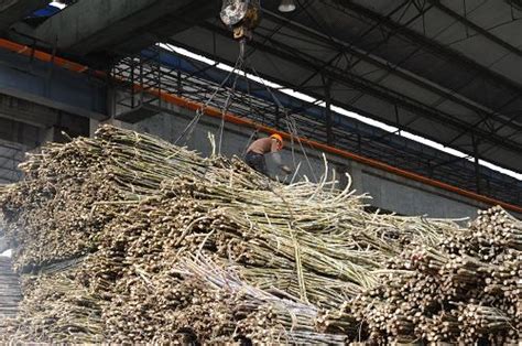 甘蔗制糖工艺流程 甘蔗制糖工艺流程图 甘蔗制糖工艺流程 大山谷图库