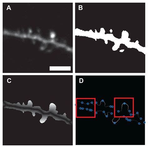 Dendritic Spines Learning